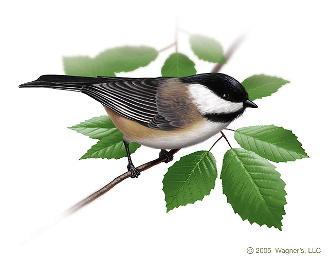 Chris Johnson's "Chickadee" illustration